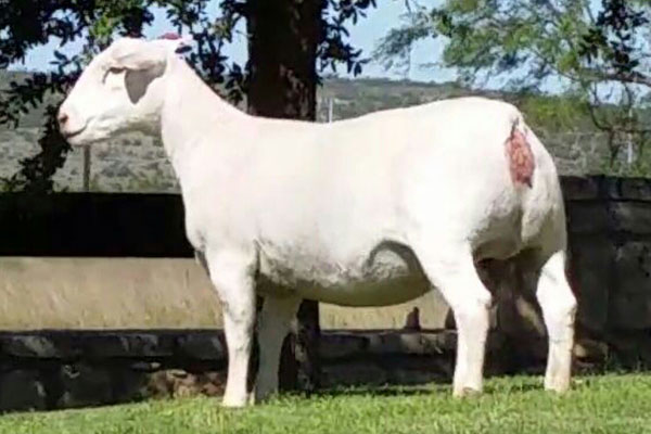 The Dorper Sheep: A Hardy Adaptable Breed - Countryside